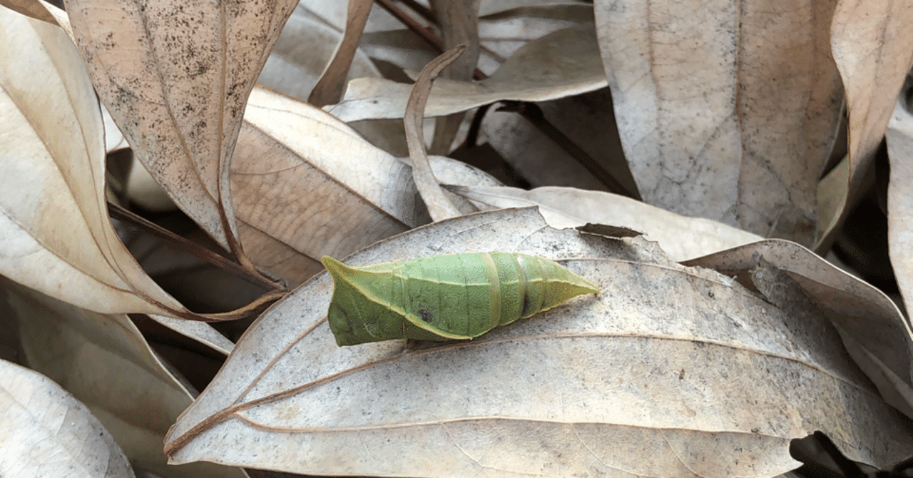 肉桂｜retugg｜note