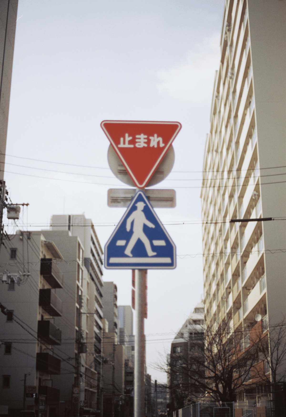 CineStill 50Dを試してみる｜Shogo Hagiwara