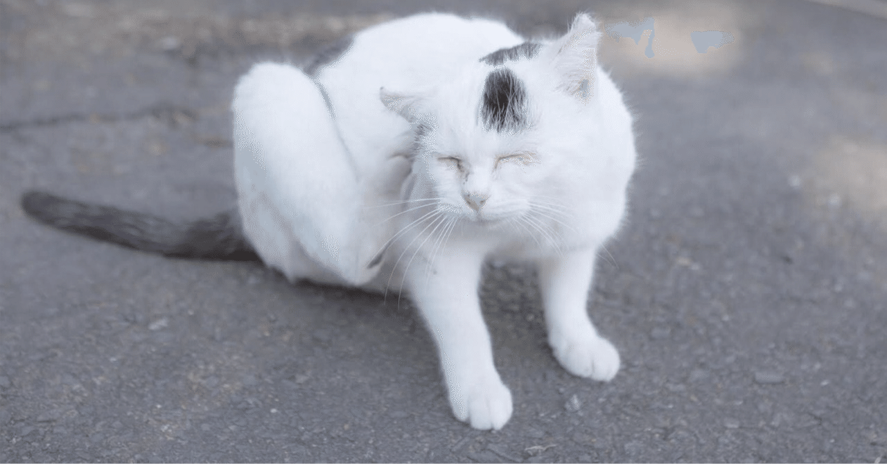 11/17(月)〜11/21(金)までの勉強日記を投稿します。㊻2025年｜MAKO Vlog 勉強日記