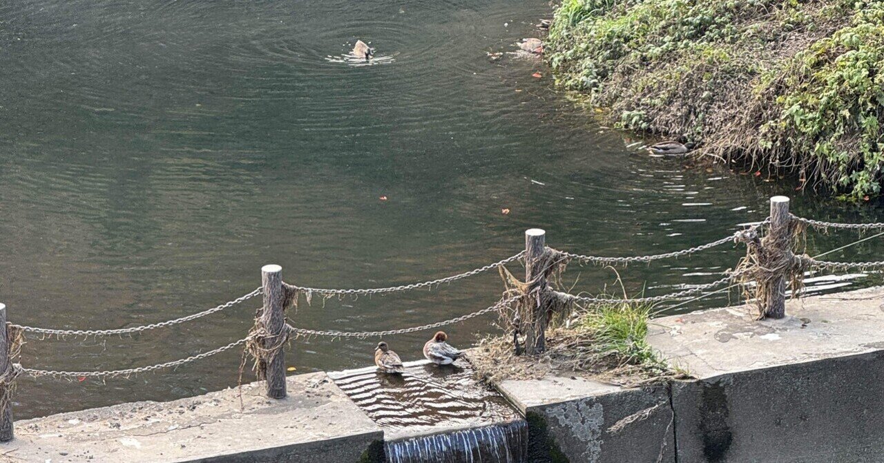 久しぶりにカメラの話題｜kamera_kozo