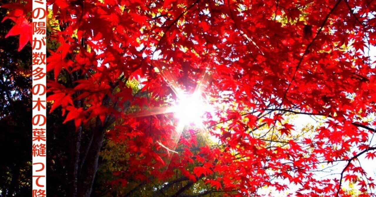 俳句。「冬の陽が数多の木の葉縫って降る」｜ミーちゃん in OKINAWA