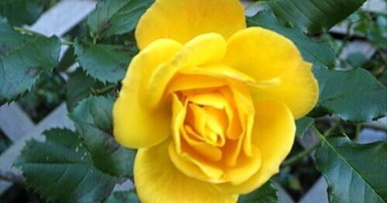 Thymeleaf + Spring Boot + JavaScript ｜青空と緑の下で Part5