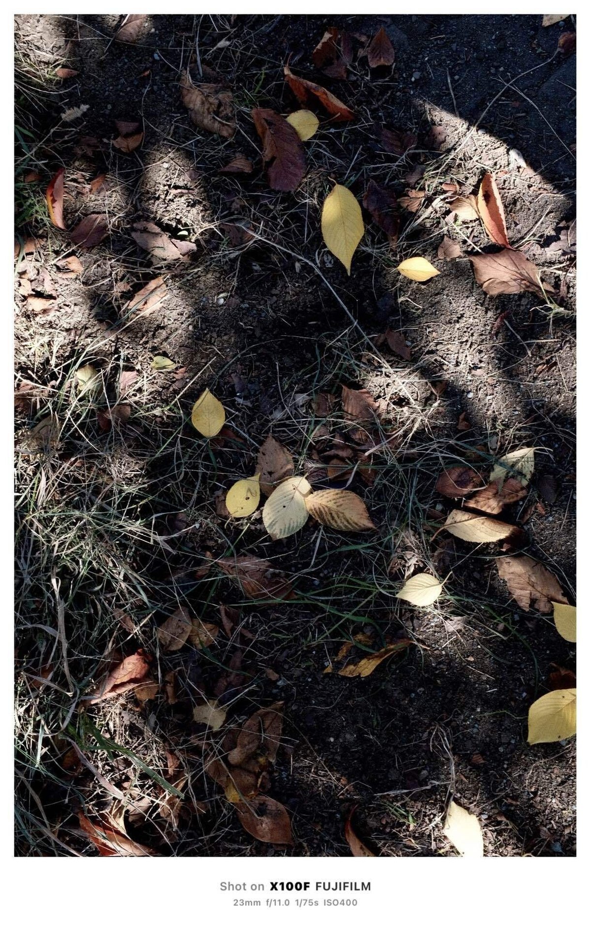 X100F snap day②｜ryo__