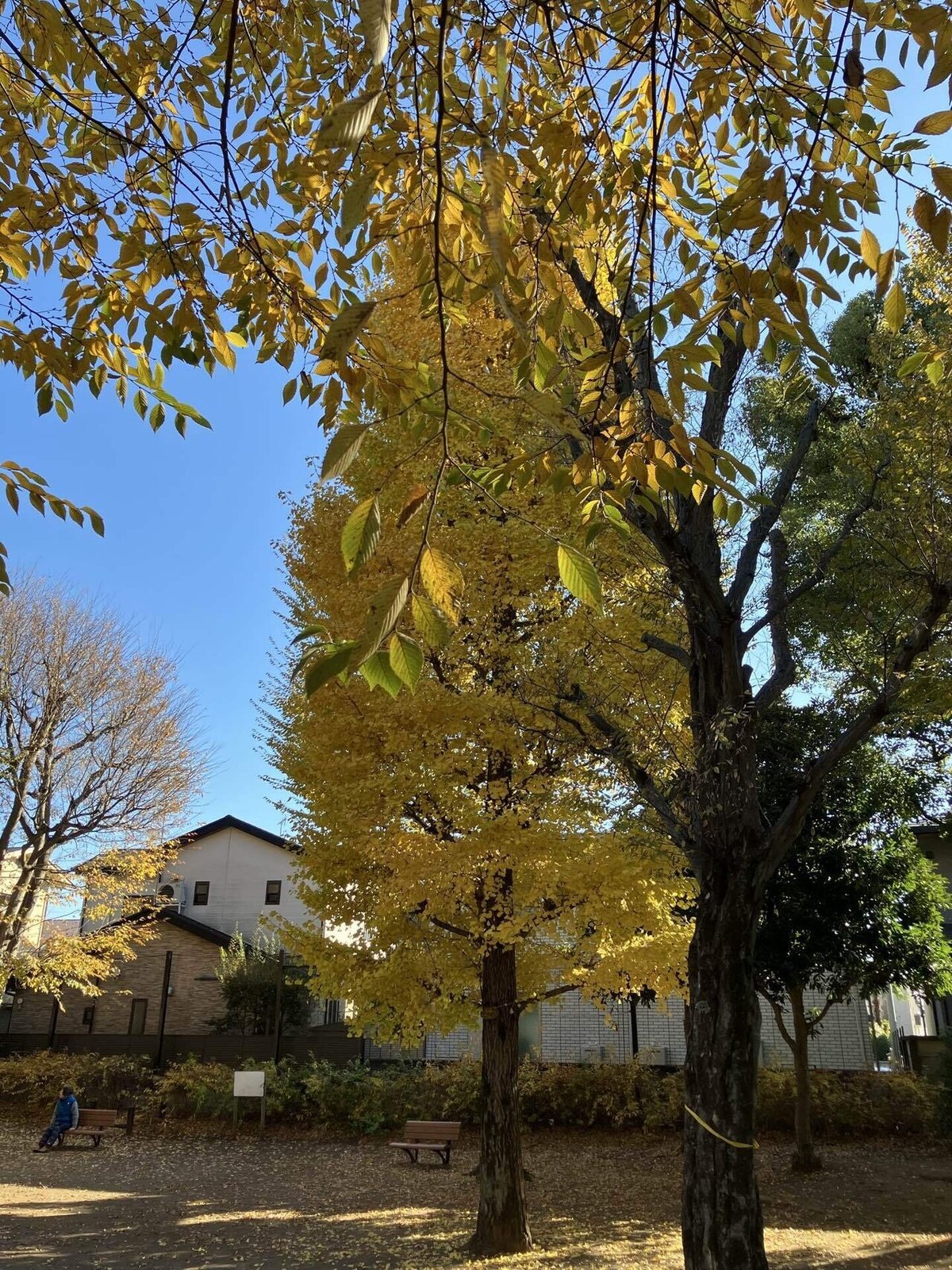 わかば児童公園🍁 Wakaba Children’s Park｜Chubby in Nerima