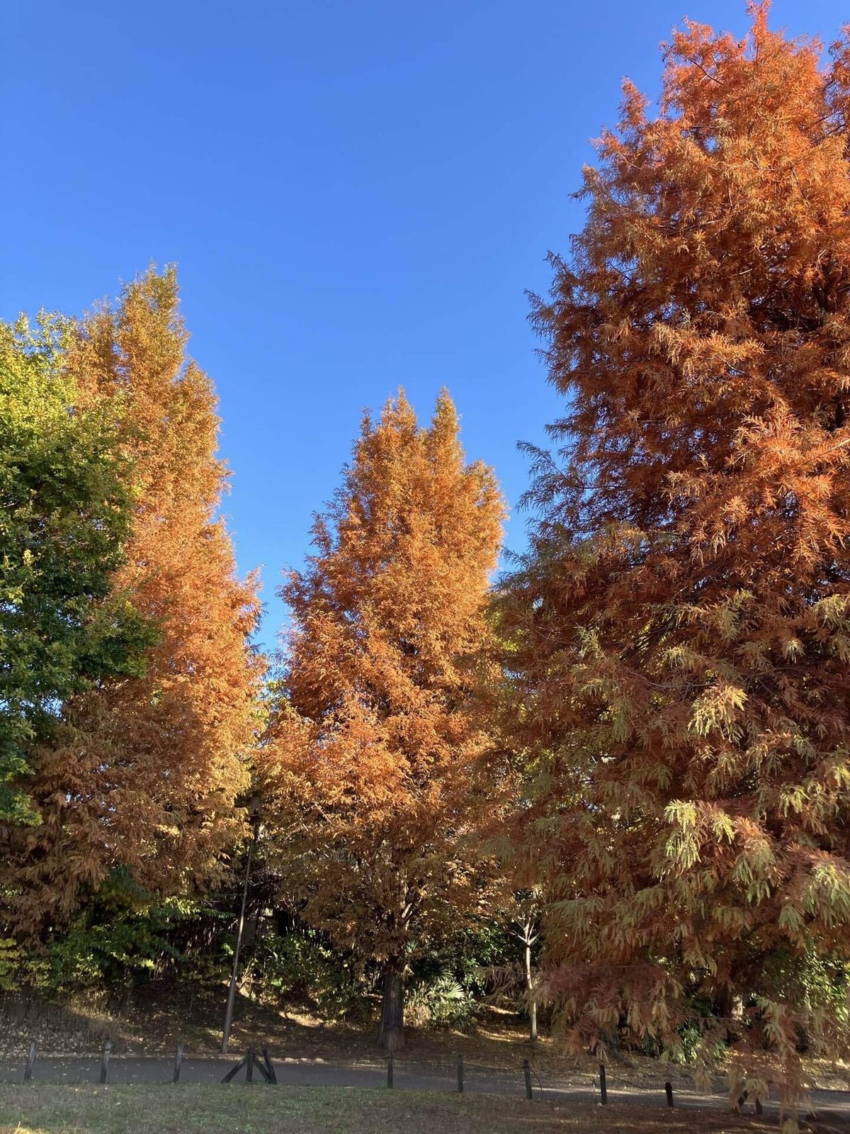 立野公園🍁 Tateno Park｜Chubby in Nerima
