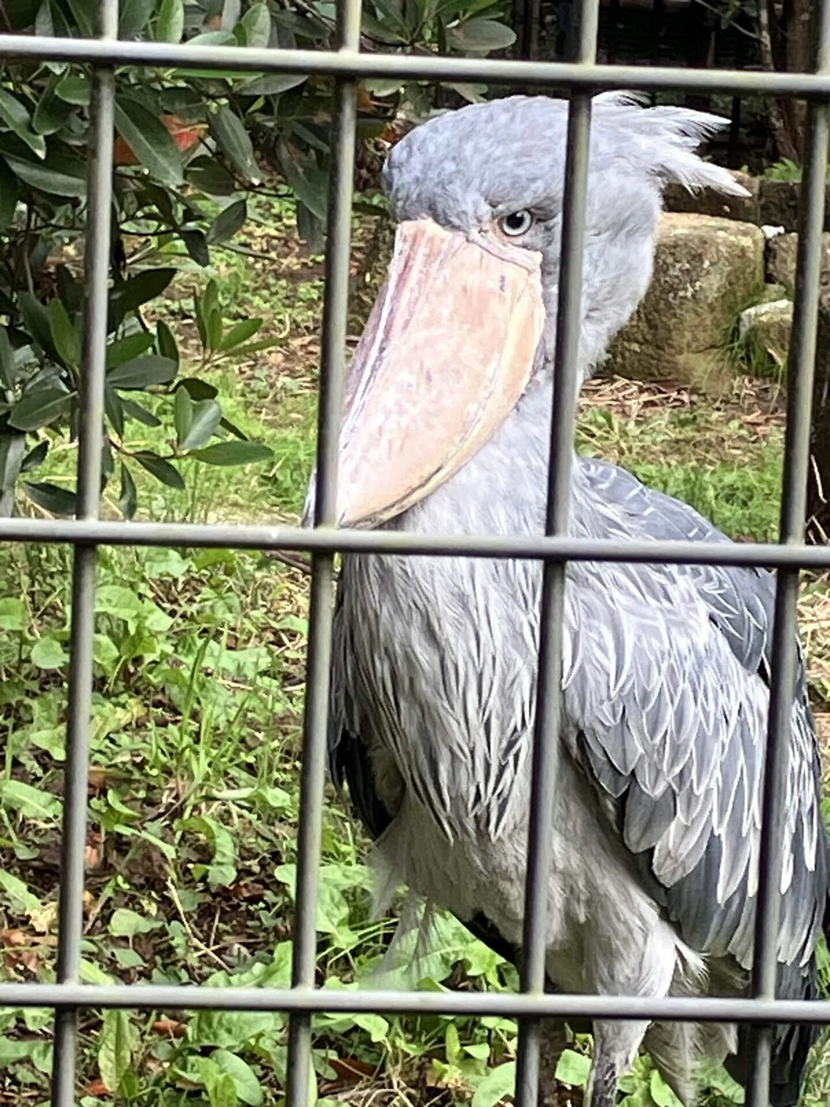 ハシビロコウが好き。｜Shoebill