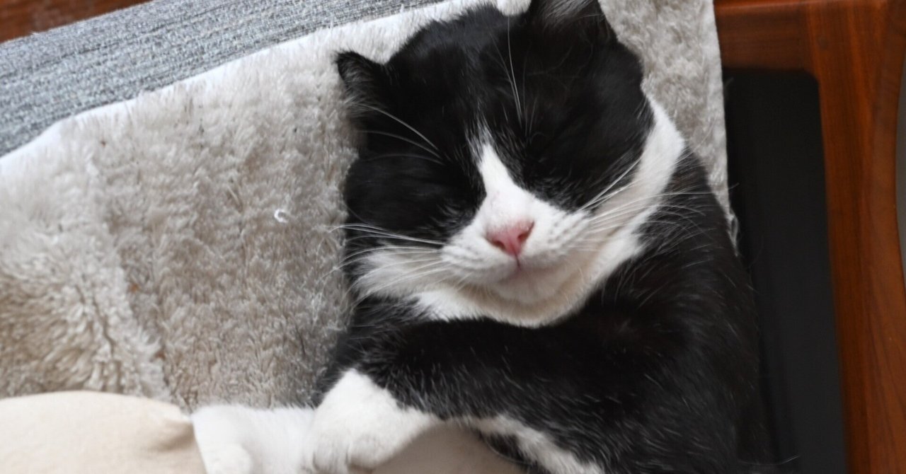 「猫百態」 天真｜Rabi Sato