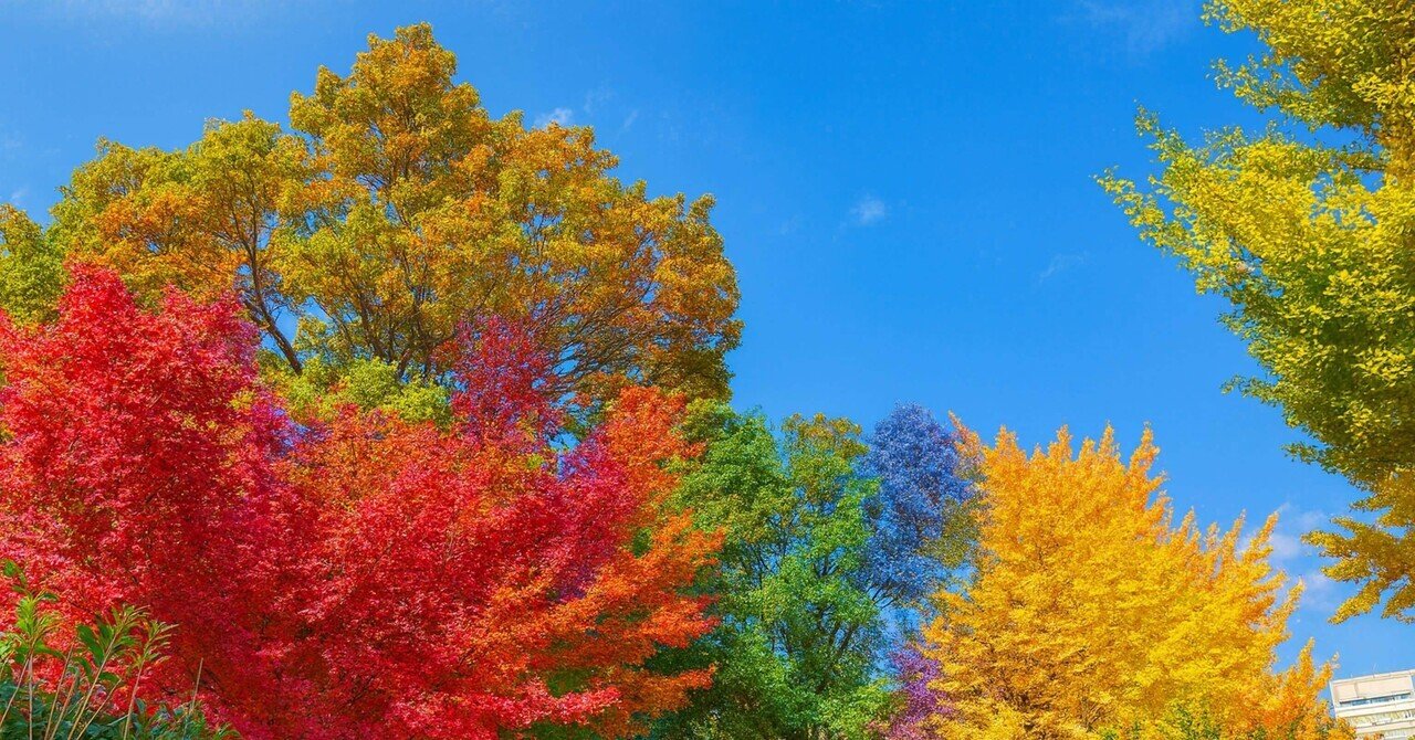 ネットで占えるせいめい歌占と🍁🌈紅葉の画像｜岡えりも