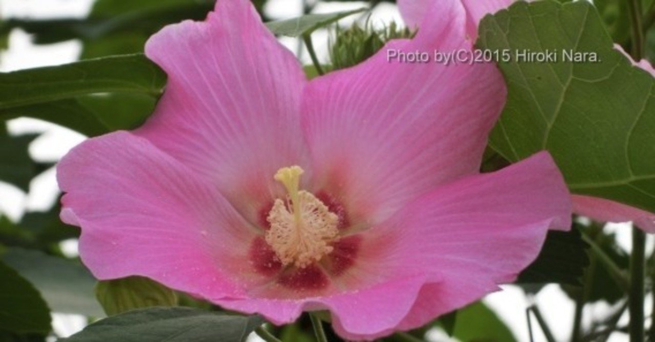 YouTube 無駄な動画みてるから いらないCM見る事になるの｜hiroki-nara