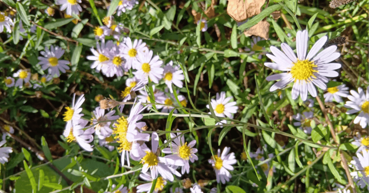 obsidian plugin install ubuntu24.04｜blue06_2022