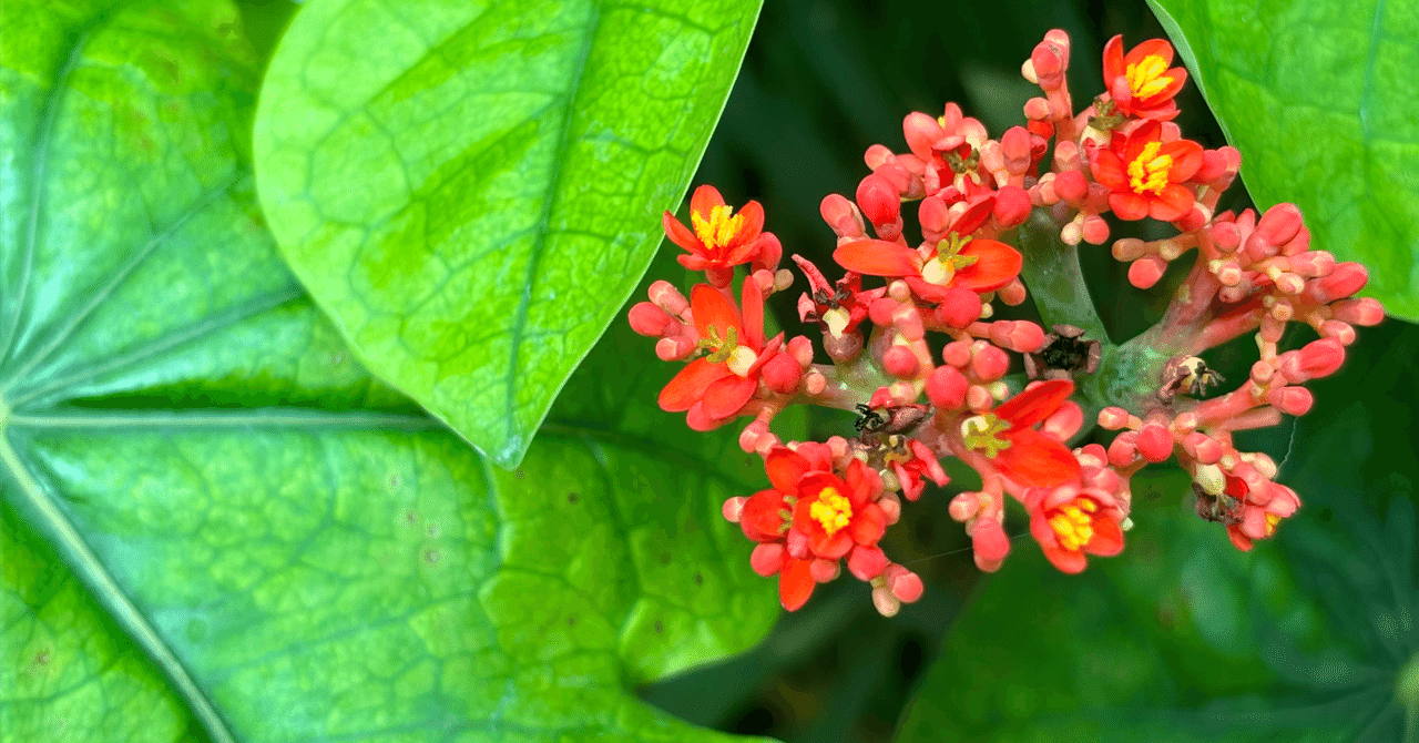 コーリ貝が教えてくれたこと──木の下の占い師と過ごした、不思議で優しい午後｜Hisae|ヴィーナと音の瞑想