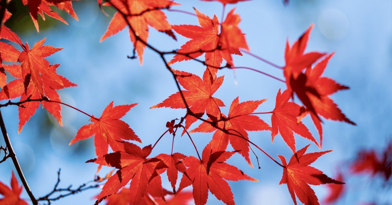 ＜NVC納め＞今年満たされた「ニーズ」は？｜シャンティ