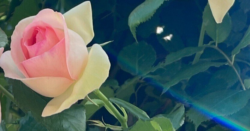 藤田裕子 | ひろこの部屋｜note