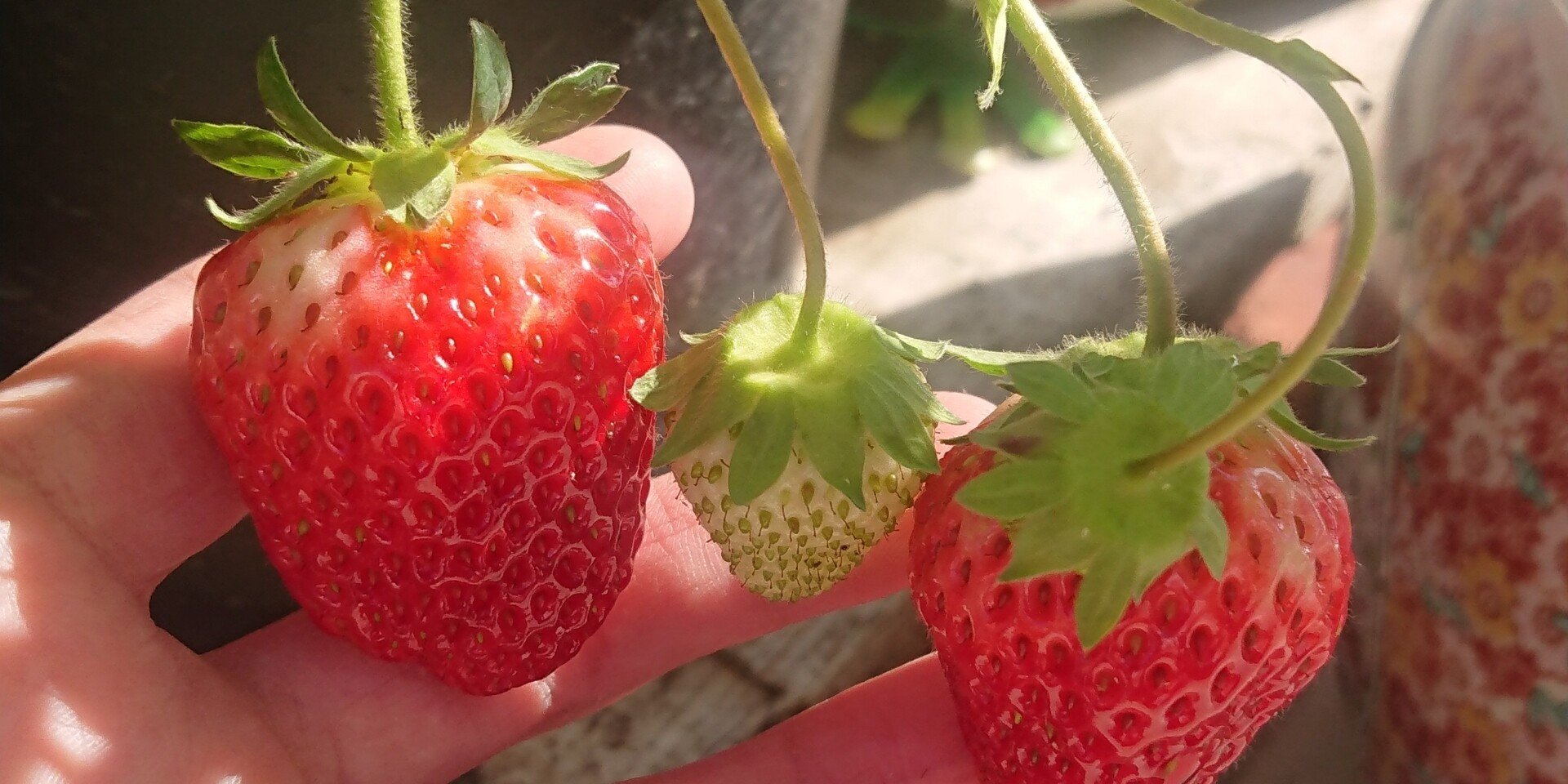 プランターdeイチゴ栽培 - 2025-10｜shugo kimura｜note