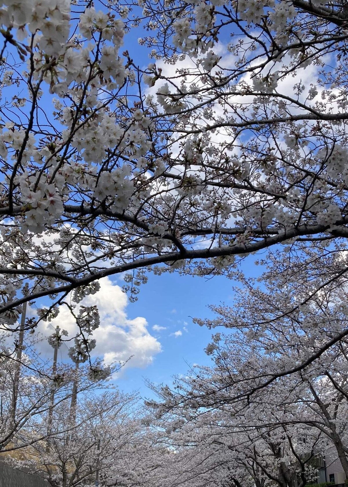 noteを始めようと思ったその時に｜かまくら幕府