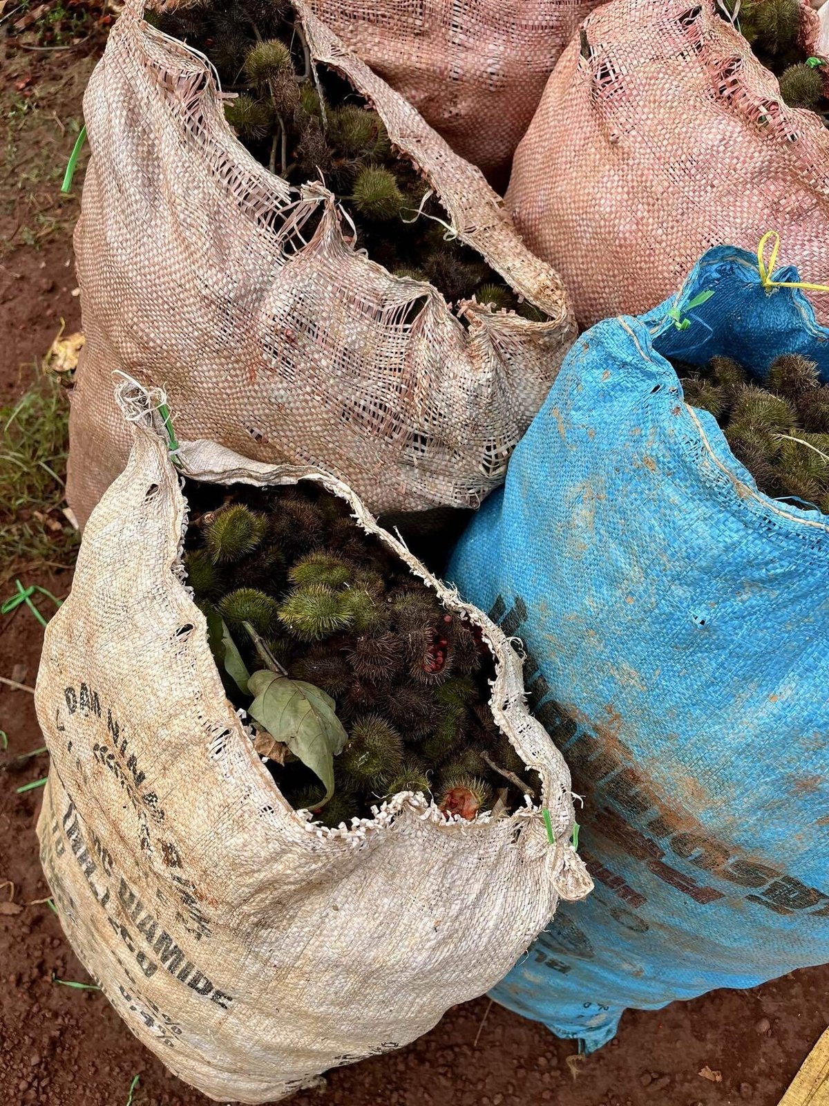 散歩の功績｜Sa SUKE／ベトナム農村で暮らしている協力隊