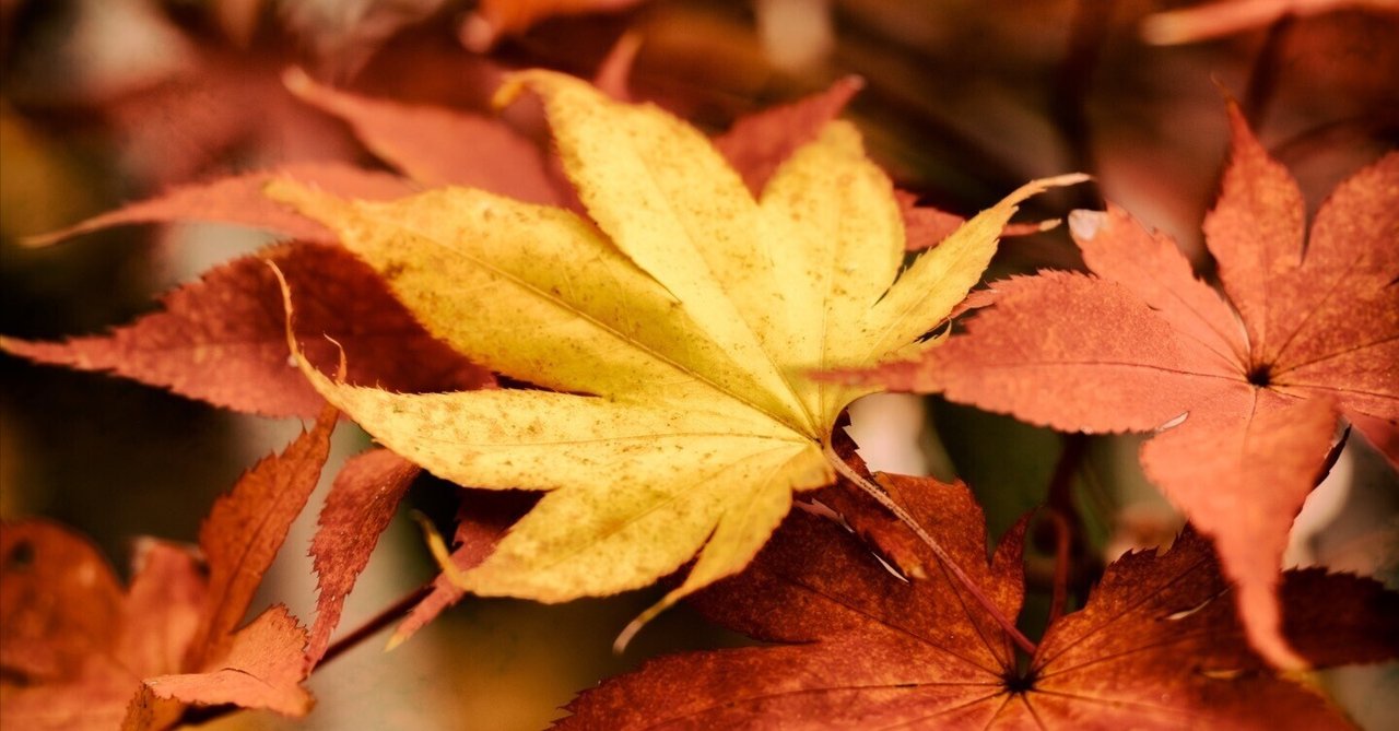 紅葉レタッチ｜YUTA録