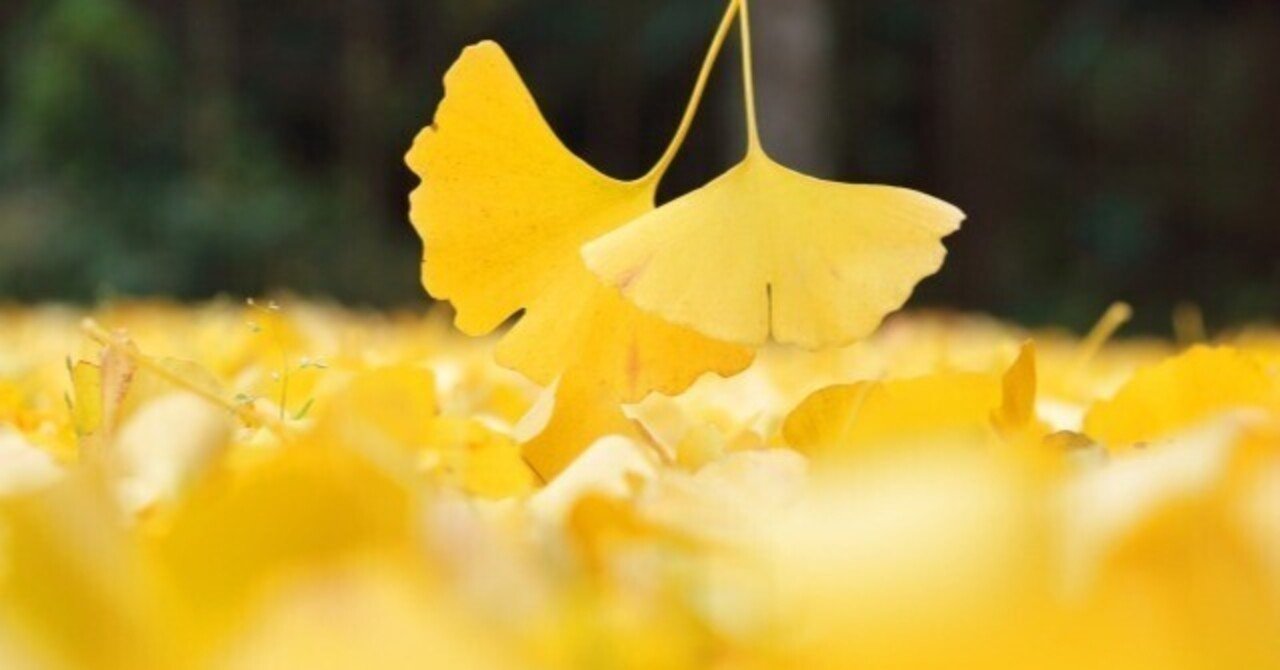 【コラム】イチョウ 銀杏｜CHIZUKO i