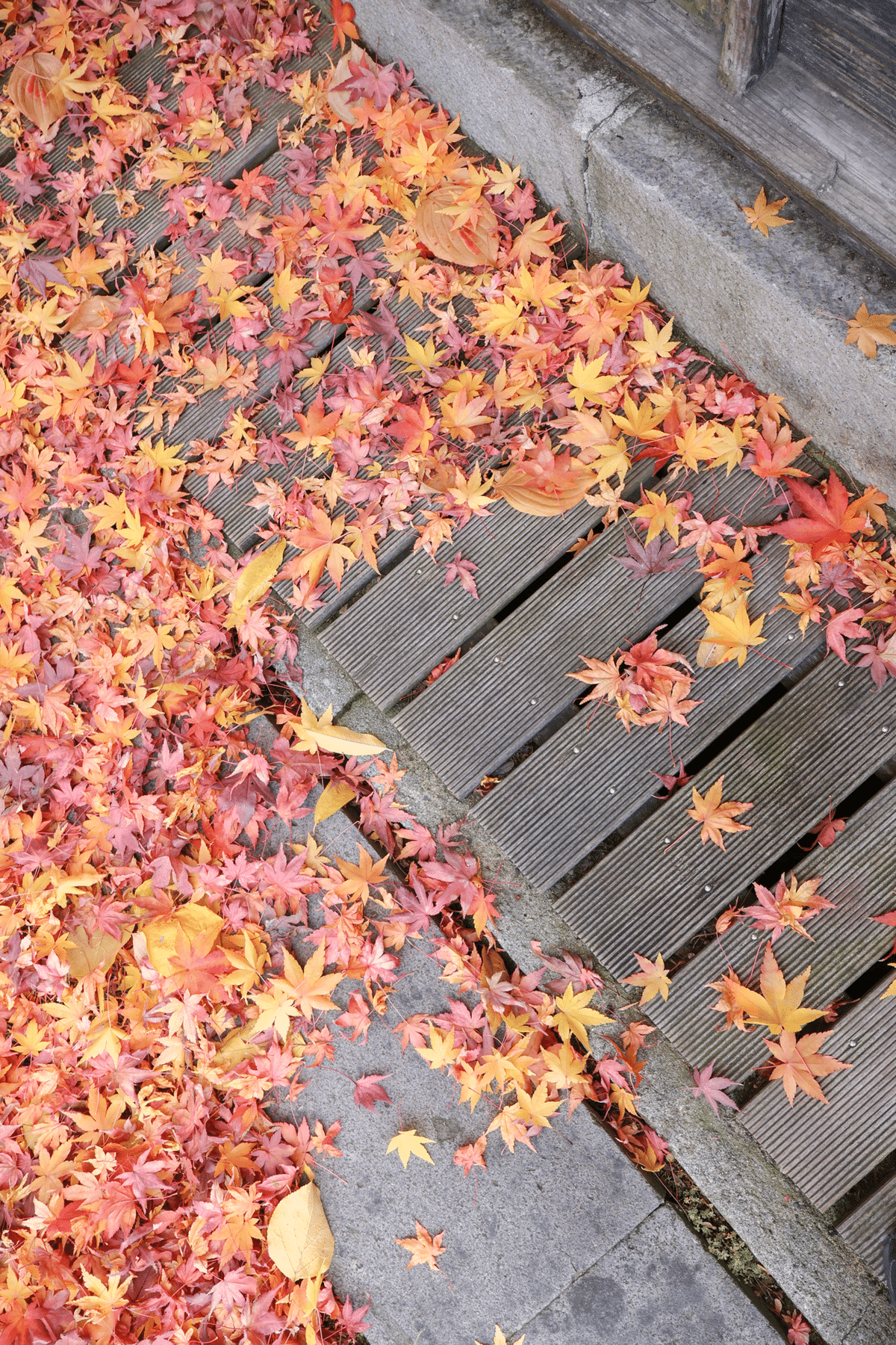 葉っぱの絨毯｜kaori