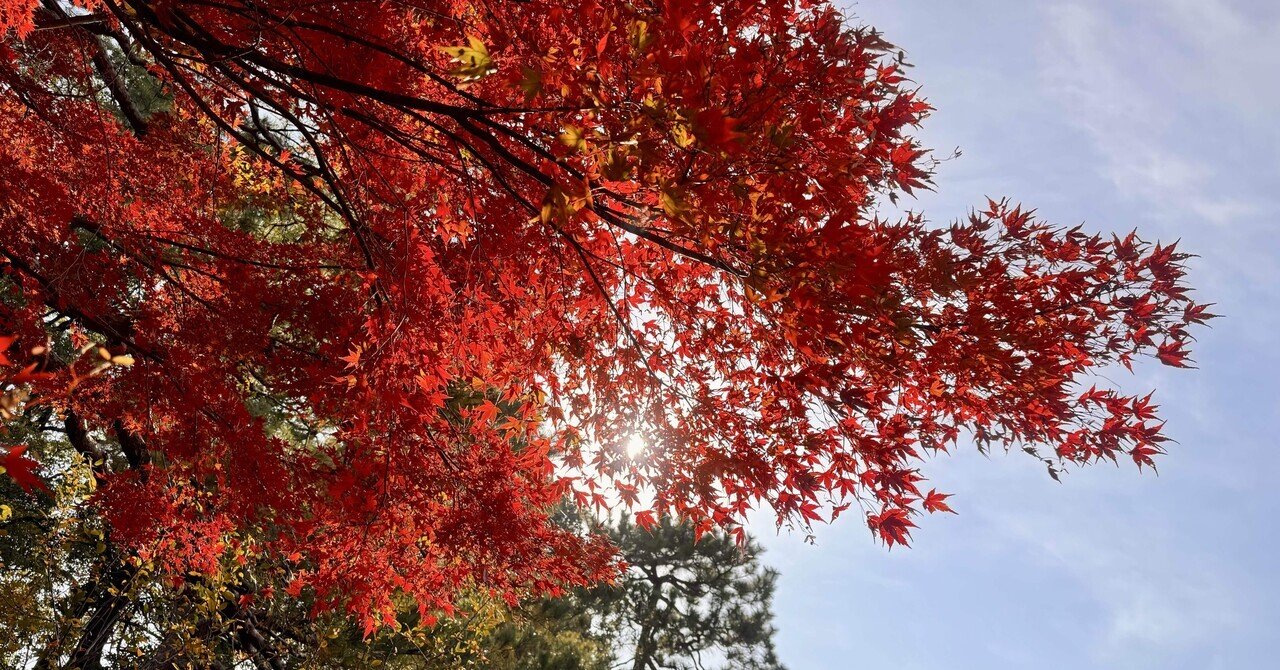 雑記｜紅葉狩り｜写真日記｜Ryoko ｜コーヒーと小手帖