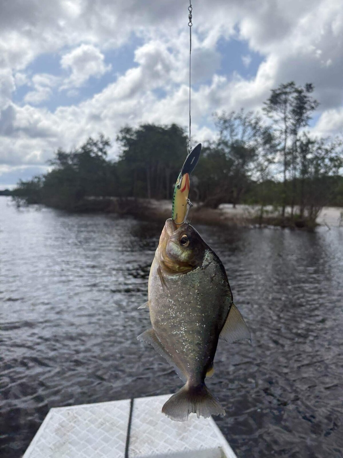世界最高のゲームフィッシュ、ピーコックバスに挑戦！アマゾン川釣行記②｜Kameda Takeru