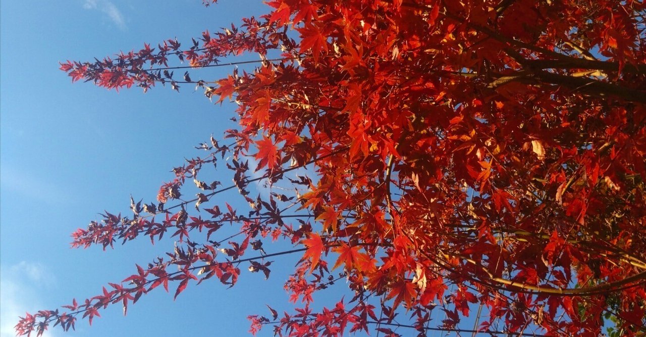 「縁、結べたら…だけど…〜note〜」｜涼鈴suzu