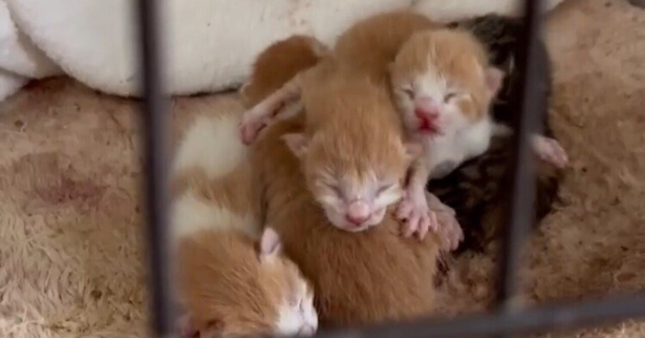 親猫のその後。｜DJ KENJEE