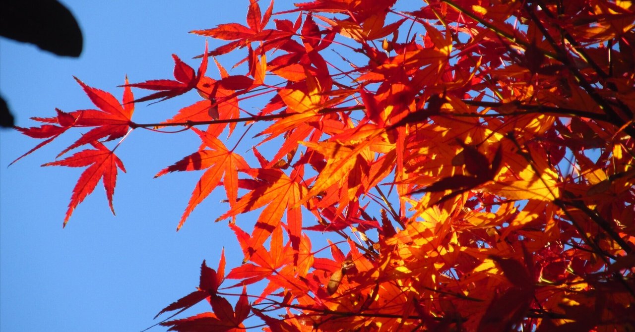 20251127 何のために写真を撮っているの？｜Ryuma