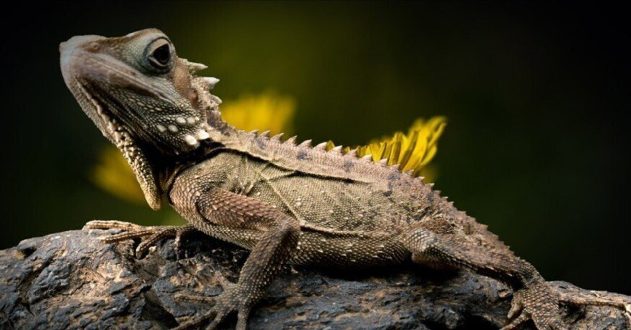 短編小説 『トカゲ』｜黒豹