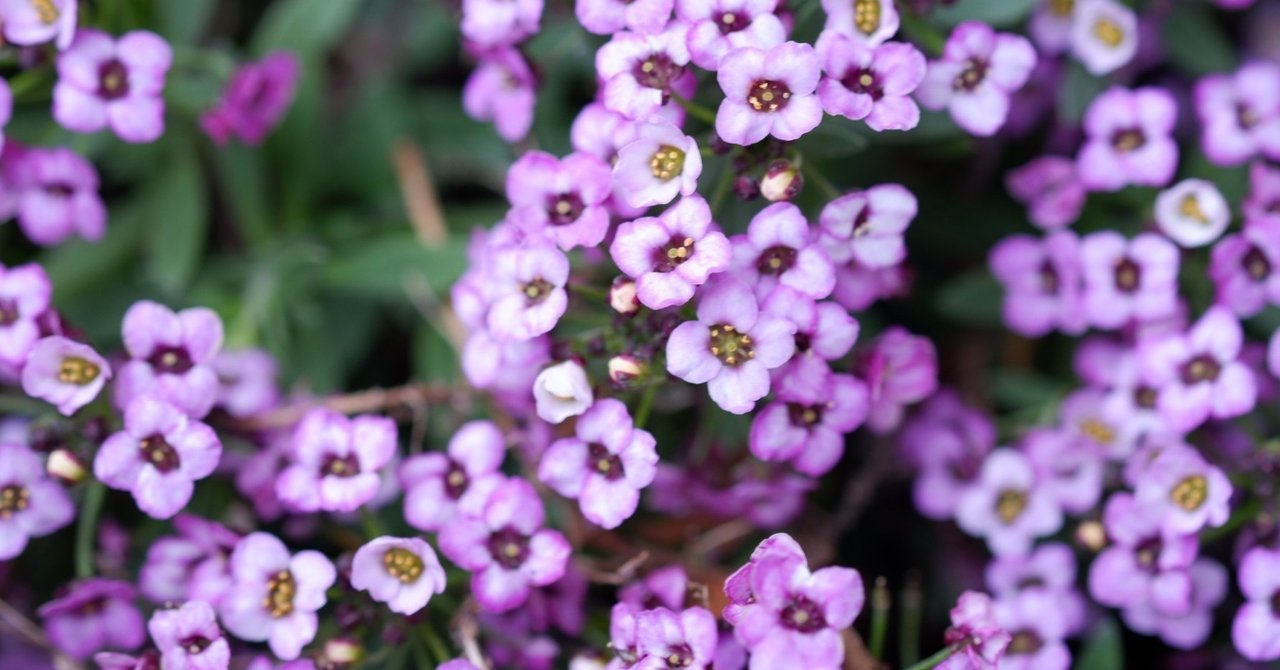 わたしの原点｜sikuramen