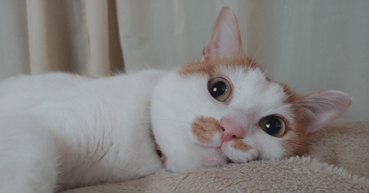 noteが、色々変わったんだけど、どこが変わったかわからん。とりあえず、カテゴリとか、一部アルゴリズムとか変わってる。｜中野英仁