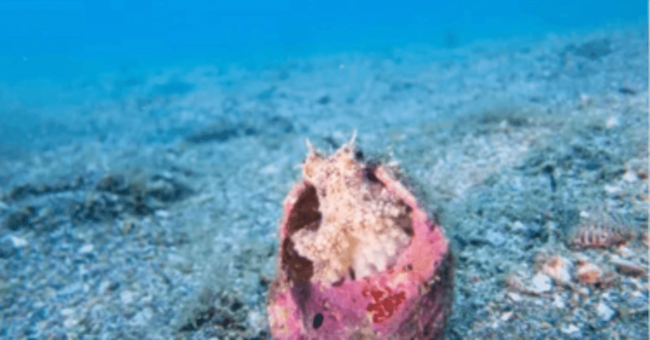 上級なら、なおさら楽しめる｜ippei shimamura