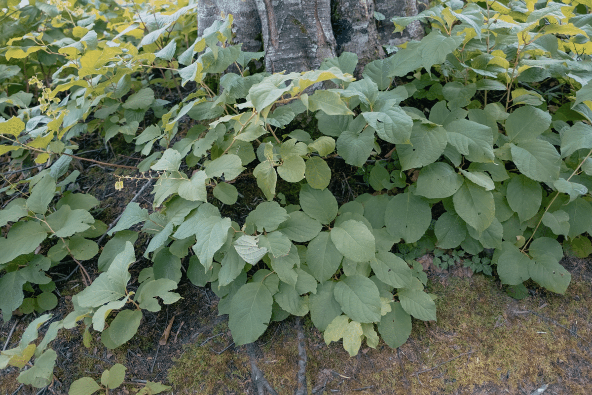 日常使いのためのLightroomプリセット「抱暖（ほうだん）」｜azuki