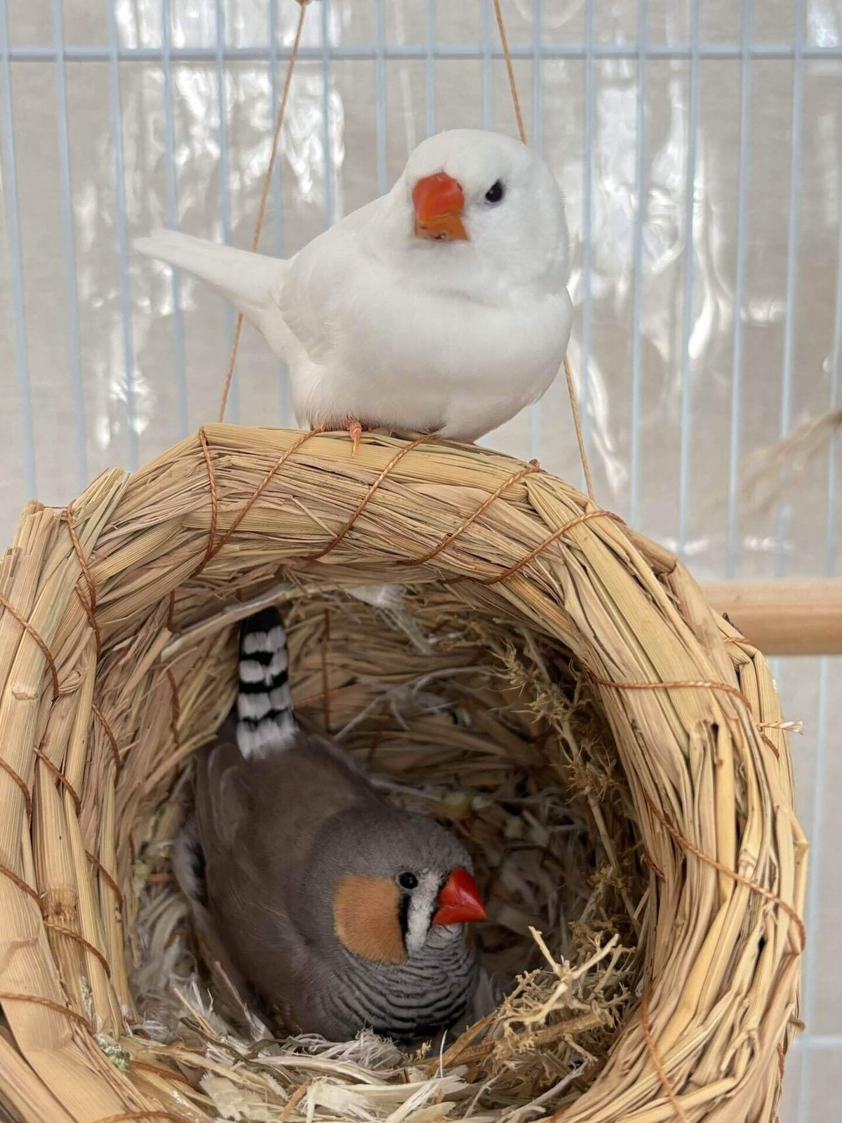 誹謗中傷されても気にしない方法＃28｜鳥飼い｜闘病中｜HSP｜日常｜健忘録｜はじめてのnote｜くるみ＠闘病中