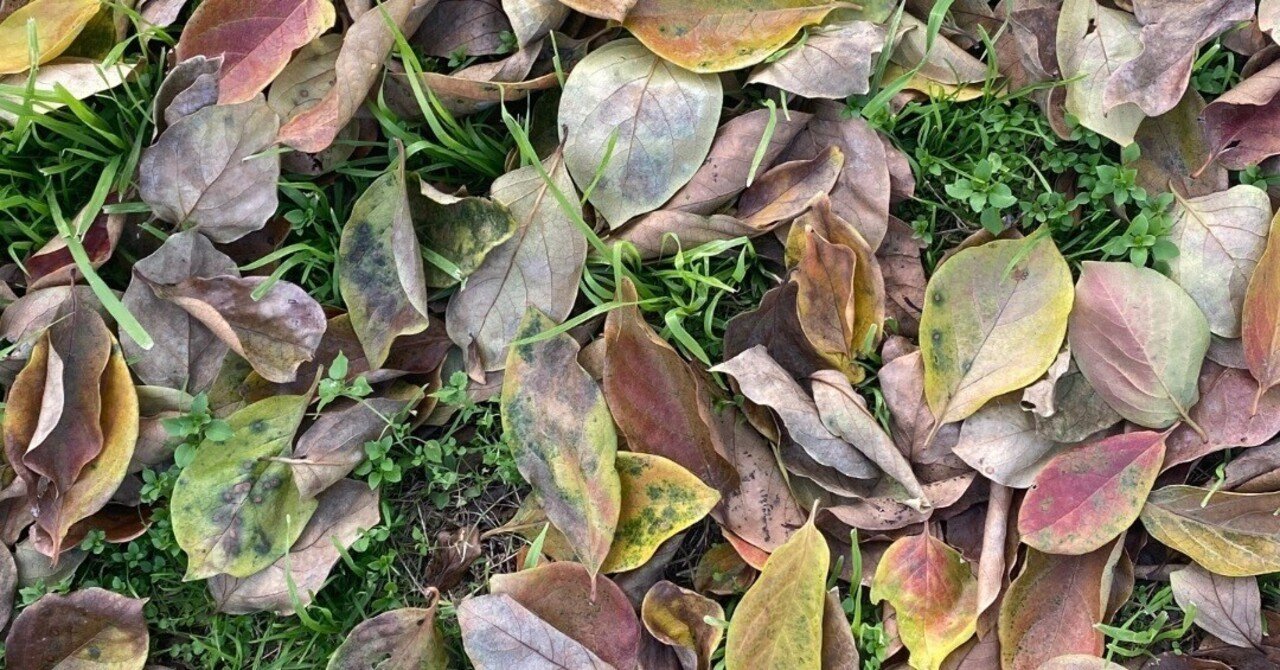 "手放す"という言葉の意味。｜irodori | そっと心に灯りを。