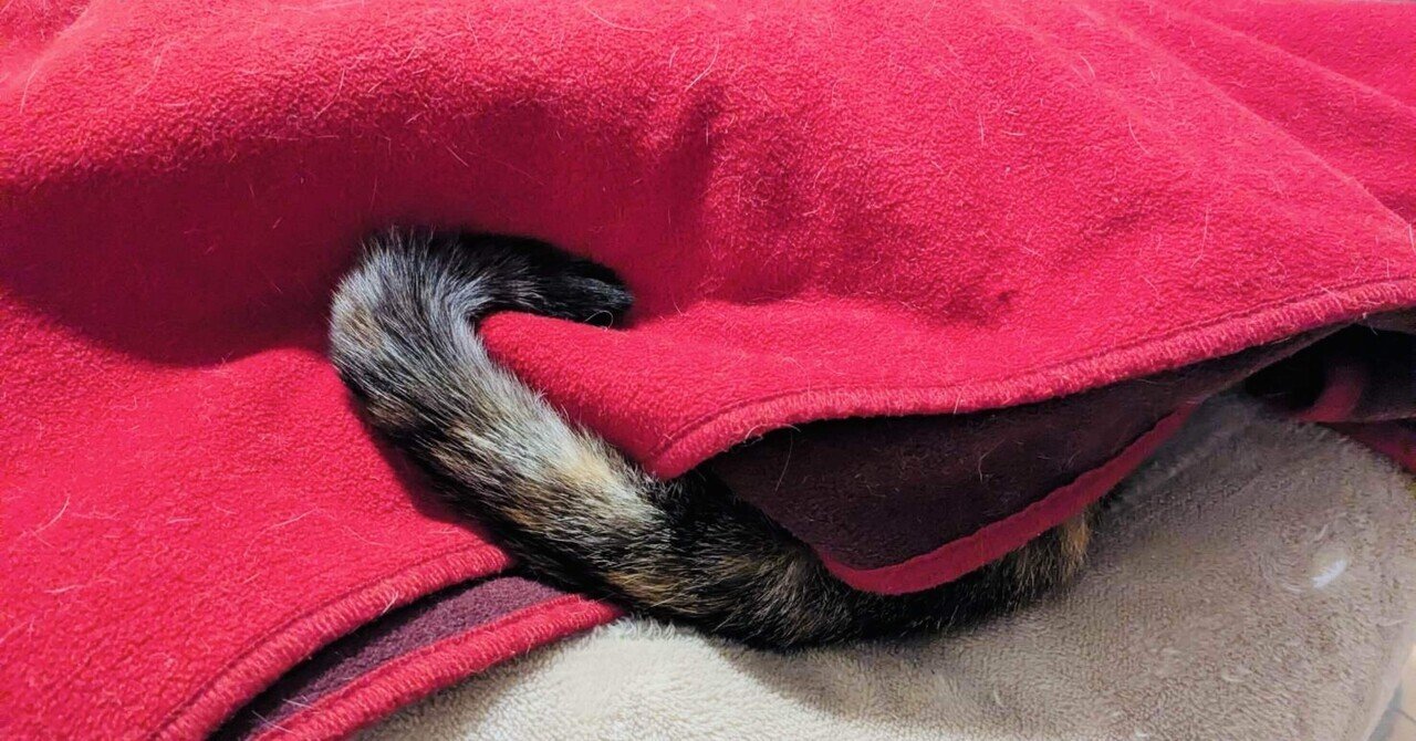 今日の1分喜びseed 猫｜チャッピーと初めての共同作業｜2025/12/1｜翠ナナカ(みどりななか)｜ﾖﾛｺﾋﾞｽﾄ喜びの種研究家