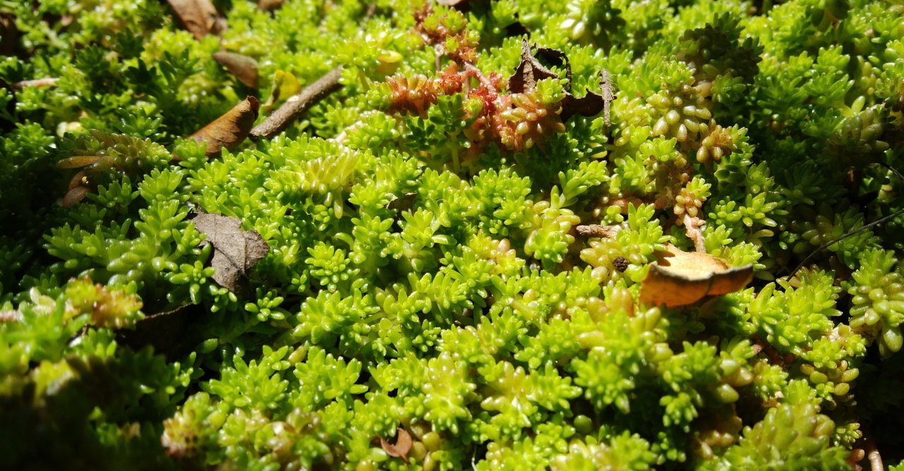 ウグイスが鳴いてるー朝から毎日明るい気分｜櫻井真弓/国語大好き！(＆数学)｜note