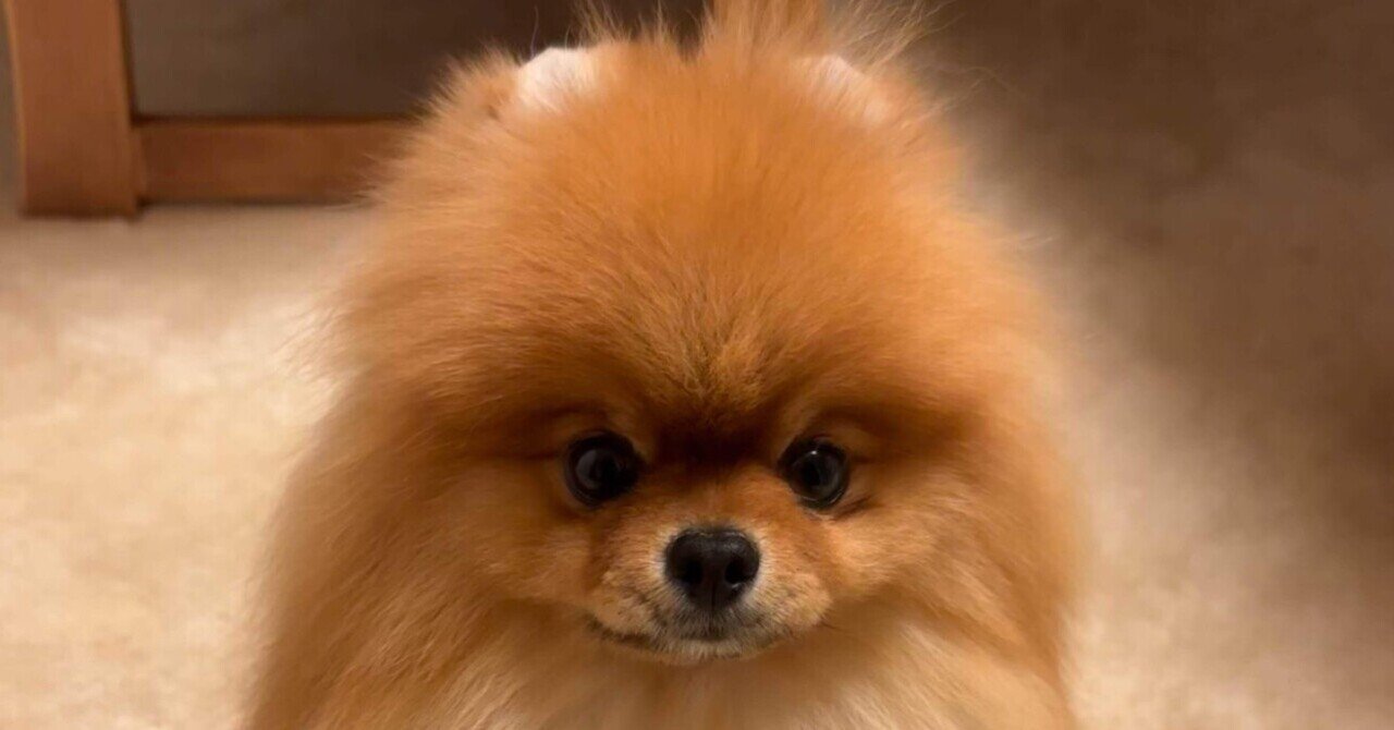 はじめまして♡｜prin_and_tomo