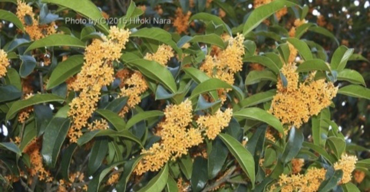 金融投資はあくまえ経済的戦略と戦術だからな｜hiroki-nara