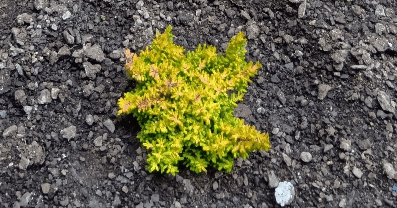 Hono CLI 爆誕｜blue06_2022