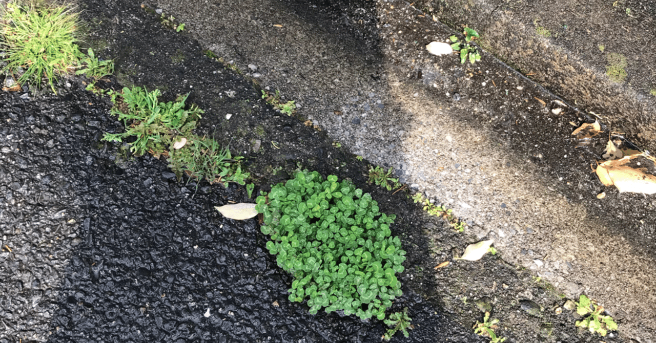 ゆっくり歩く｜なたね｜note