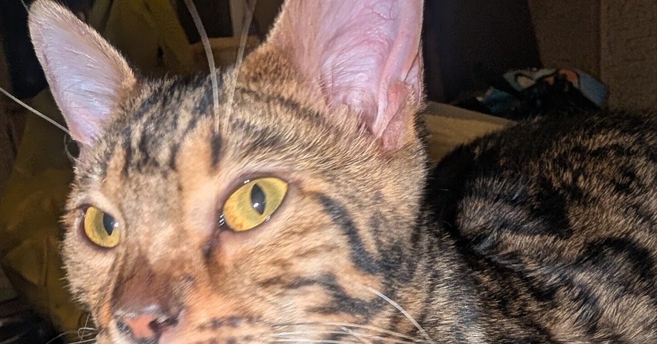 ペットショップの売れ残り、ベンガル、ミャク子さん｜tomo t