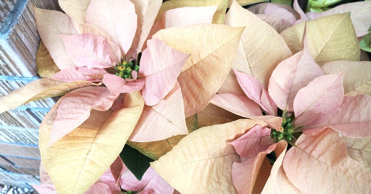 ポインセチアの季節｜mayu*days