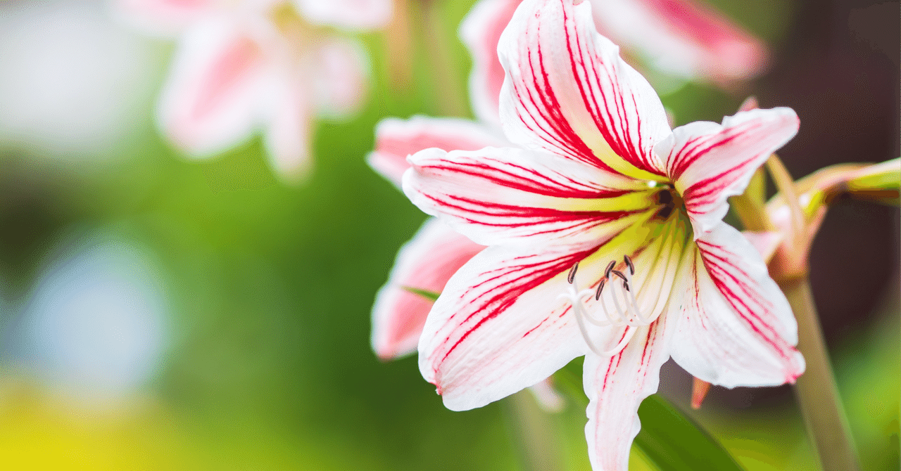 2025年12月5日 双子座満月｜星友梨 （ホシユリ）｜ 占星術師｜キャリアコンサルタント