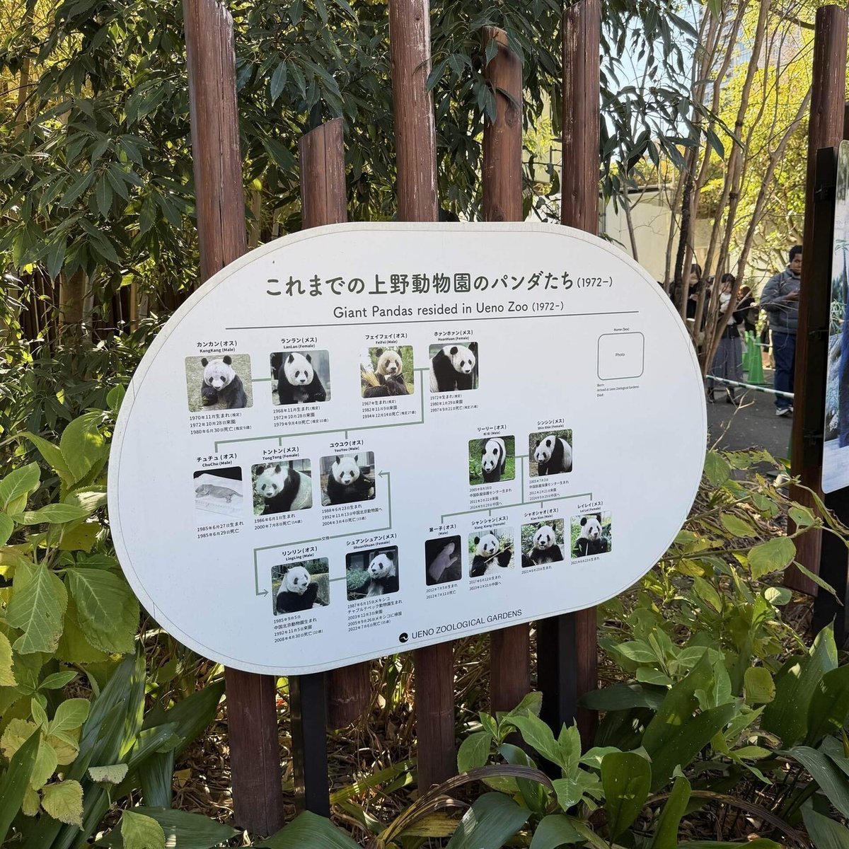 パンダに会いに行って来ました🐼｜kokia