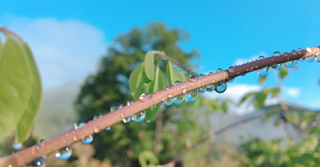 穀雨明け｜土佐山アカデミー
