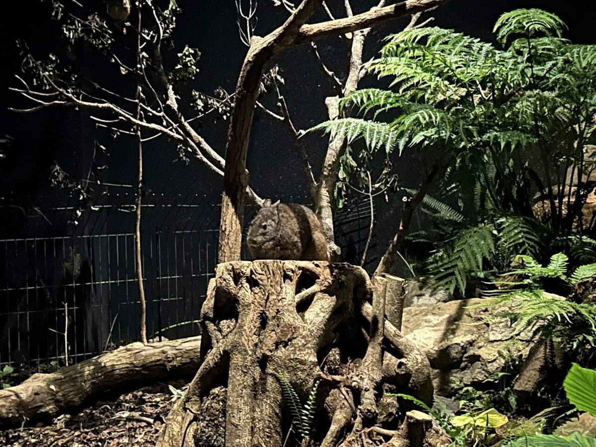 【アマミノクロウサギとおてつたび第3弾！】日本1周DAY233｜わに