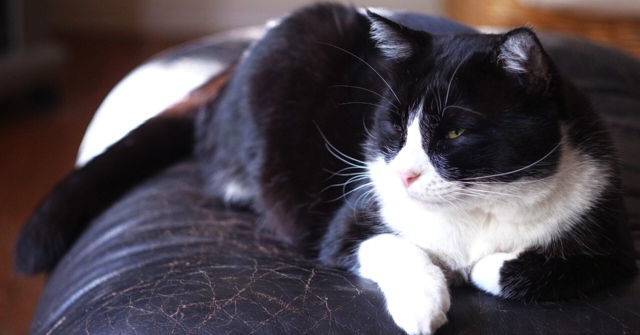 「猫百態」 トゥモロー｜Rabi Sato