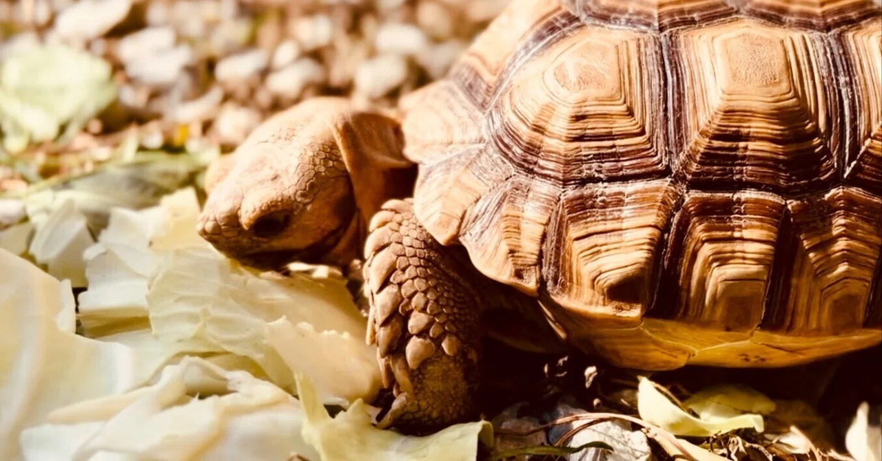 - A Moment with a Tortoise｜凪 （なぎ）