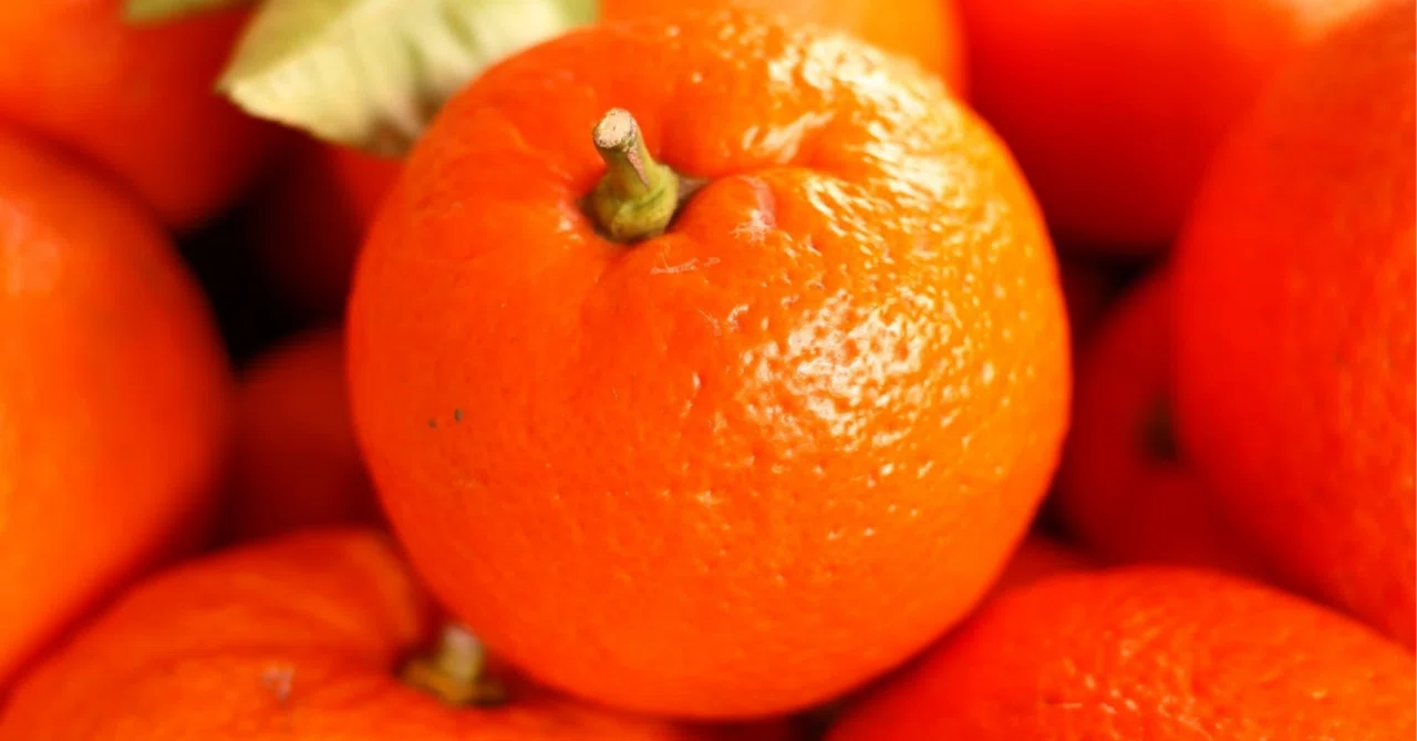 ORANGE pico で三原色の図を描く｜みけCAT